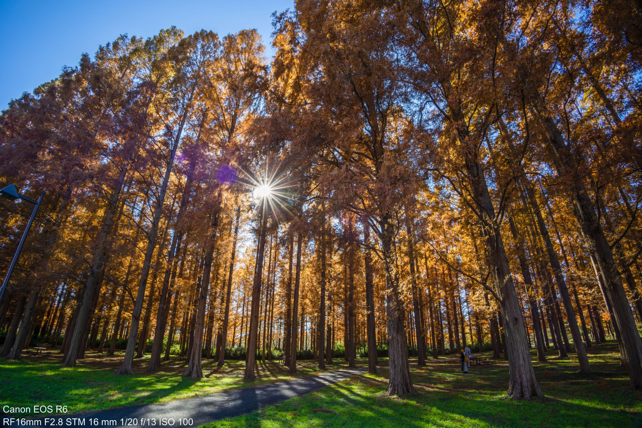 RF16mm F2.8 STMで撮る秋の紅葉【レビュー】 RF16mm F2.8 STMで撮る秋の紅葉【レビュー】